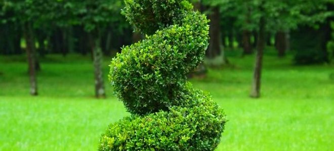 DIY Topiary: Take Your Pruning to the Next Level | DoItYourself.com