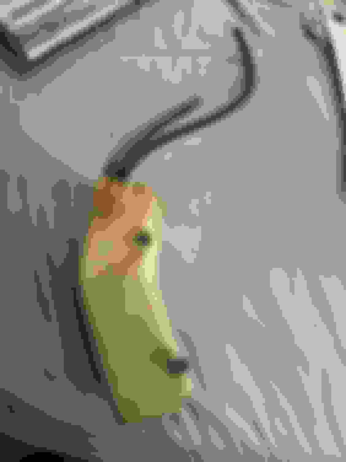 FS (For Sale) 74-77 Engine Coolant Recovery Tank / Bottle - Early 1977 ...