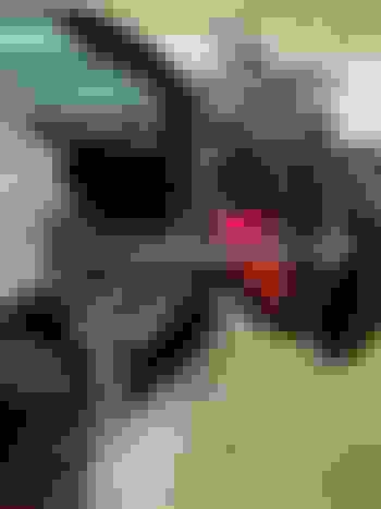 1997-2023 C8/C7/C6/C5 Corvette Car Show Door Prop Bars - CorvetteForum ...