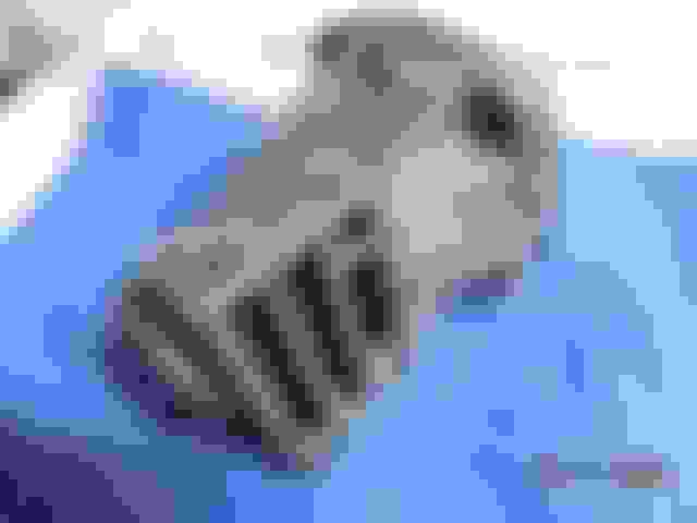 FS (For Sale) C4 Tail Housing for 700R4/4L60/4L60E - CorvetteForum ...