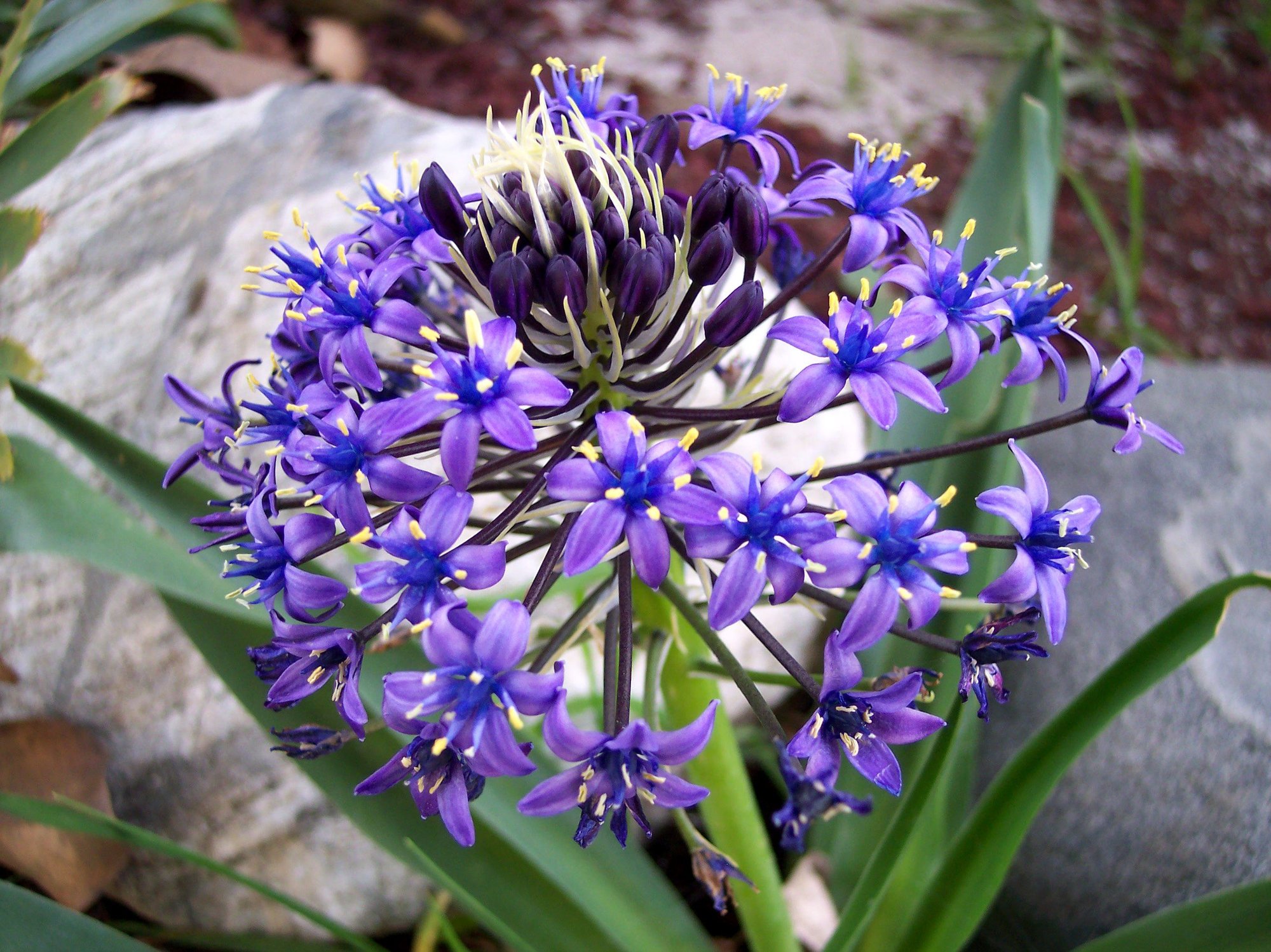 Scilla species photo by palmbob on Garden Showcase