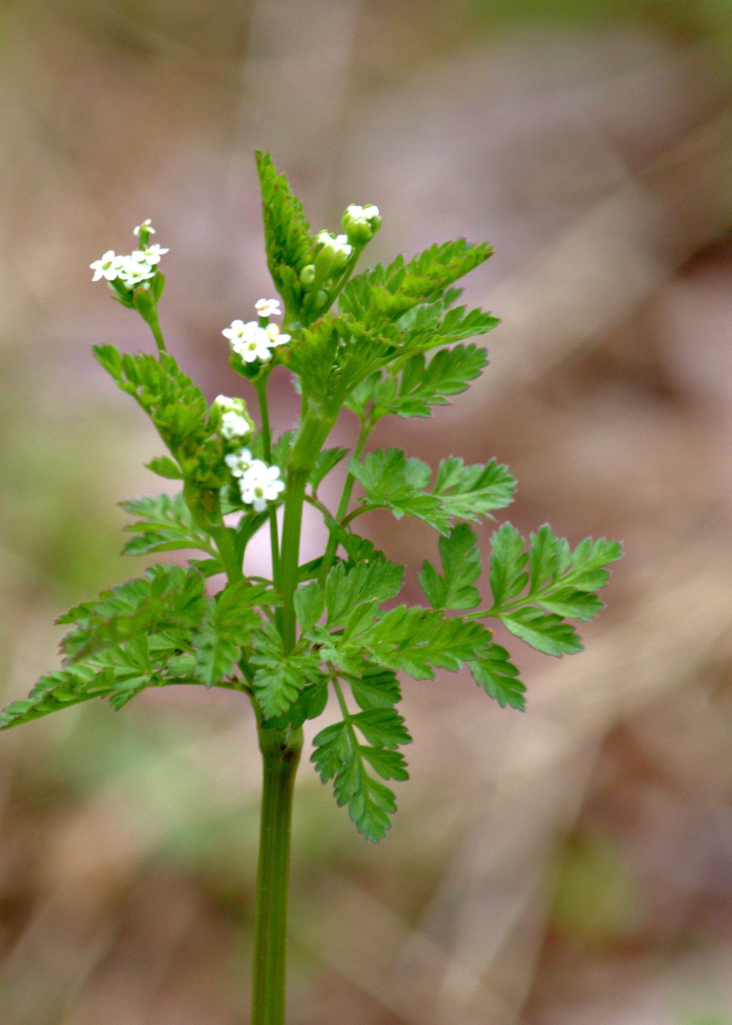 Anise root, smooth sweet cicel photo by Berrythorns on Garden Showcase