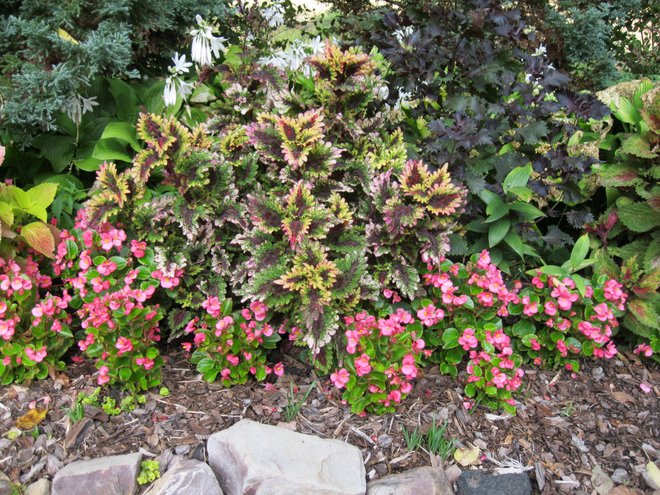 Sun coleus, begonias and purpl... photo by leawoodgardener on Garden ...