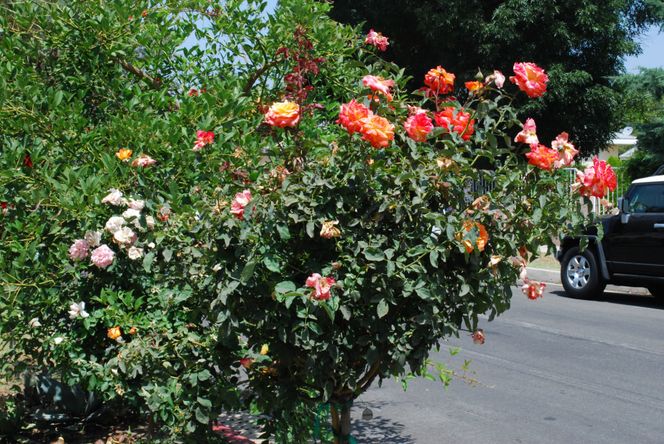 Tropical Sunset Roses photo by palmbob on Garden Showcase