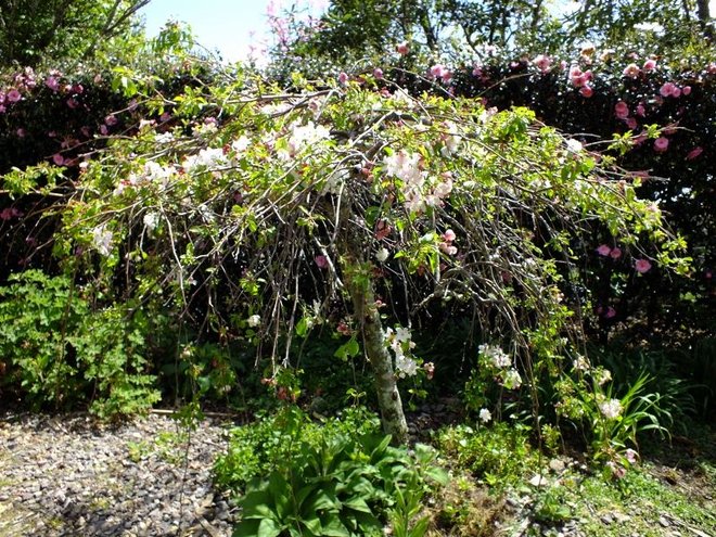 Weeping Crab Apple Tree photo by RosinaBloom on Garden Showcase