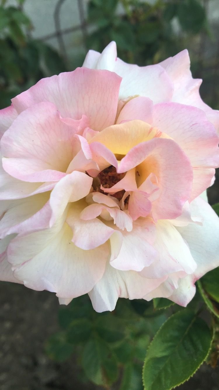 Manda's Rose Garden photo by mandaxo on Garden Showcase