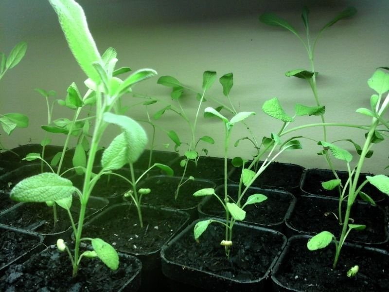 My Sage seedlings photo by Lilithu on Garden Showcase