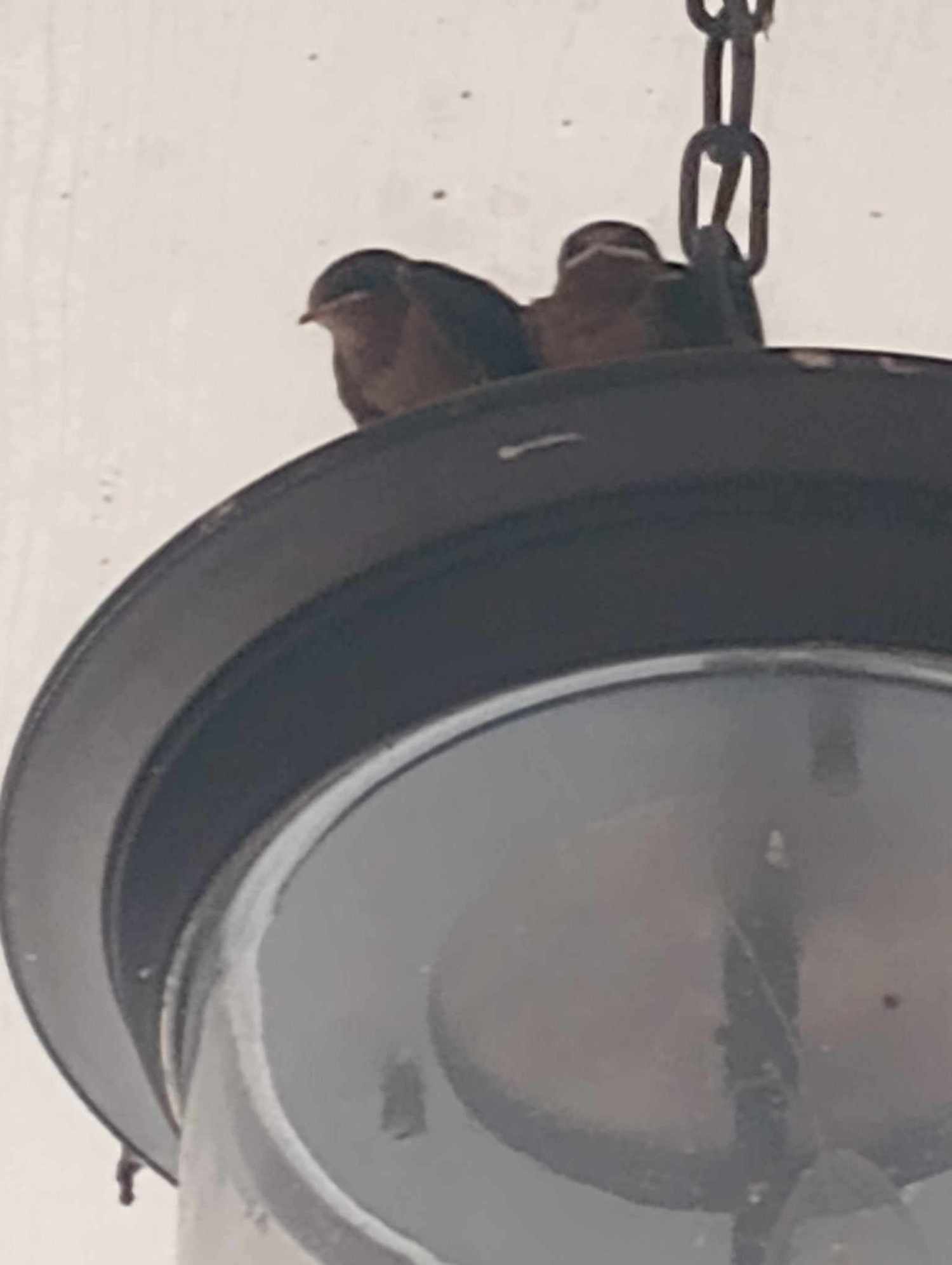 Baby bird poop - DoItYourself.com Community Forums