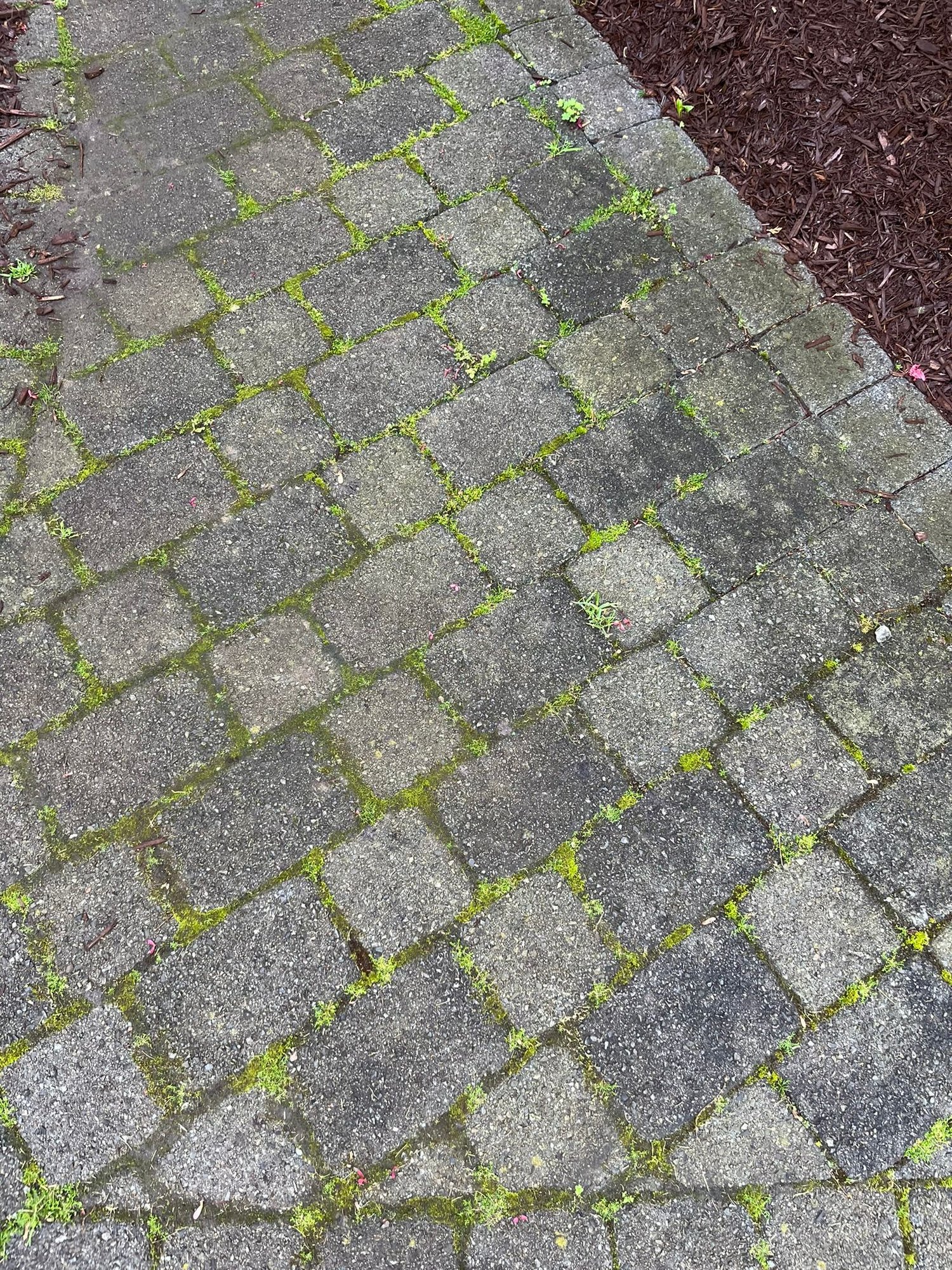 Moss On Pavers w/ new polymorphic sand - DoItYourself.com Community Forums