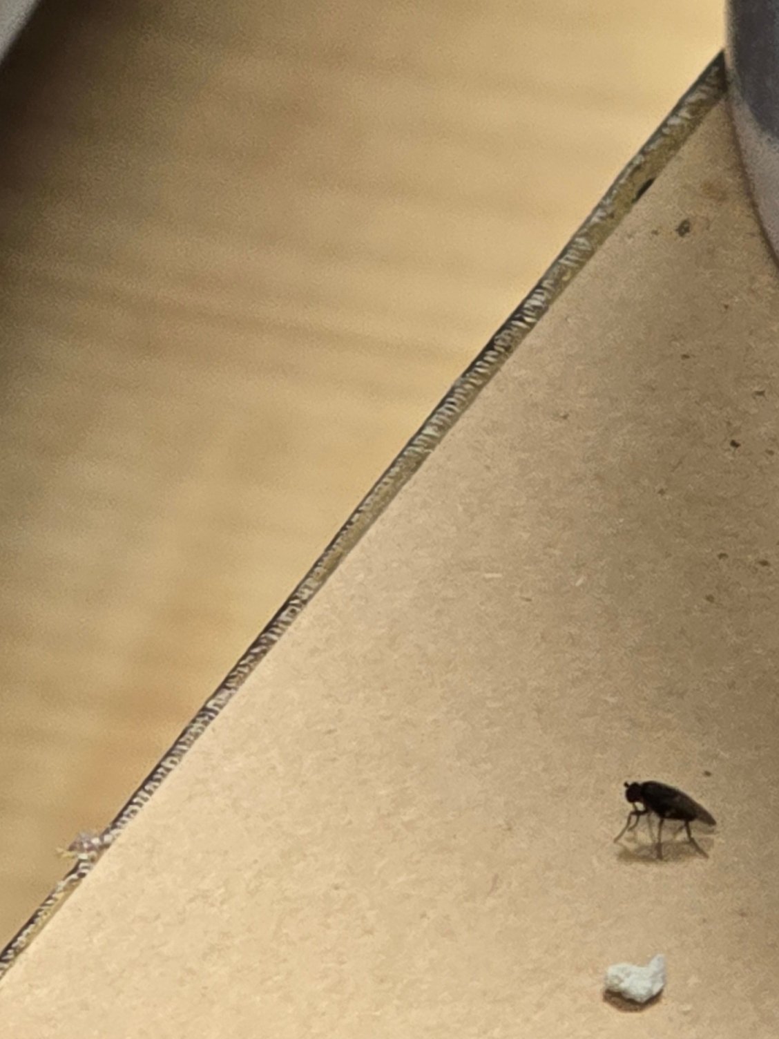 Help! Fly infestation in basement and no idea why - DoItYourself.com ...