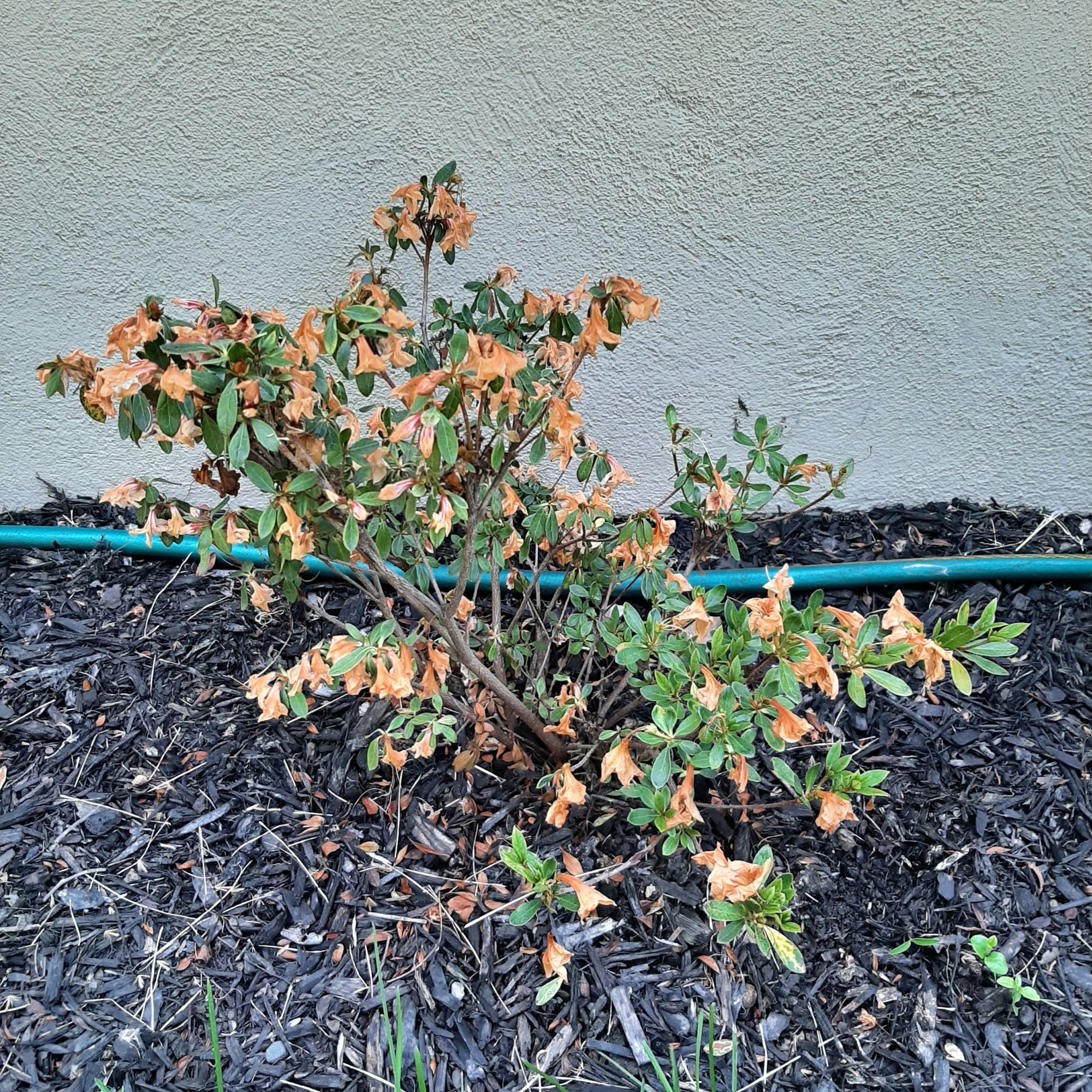 What's wrong with my dwarf azalea - DoItYourself.com Community Forums