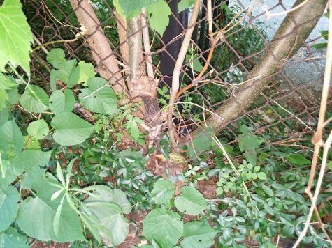 Tree pushing against steel fence - DoItYourself.com Community Forums