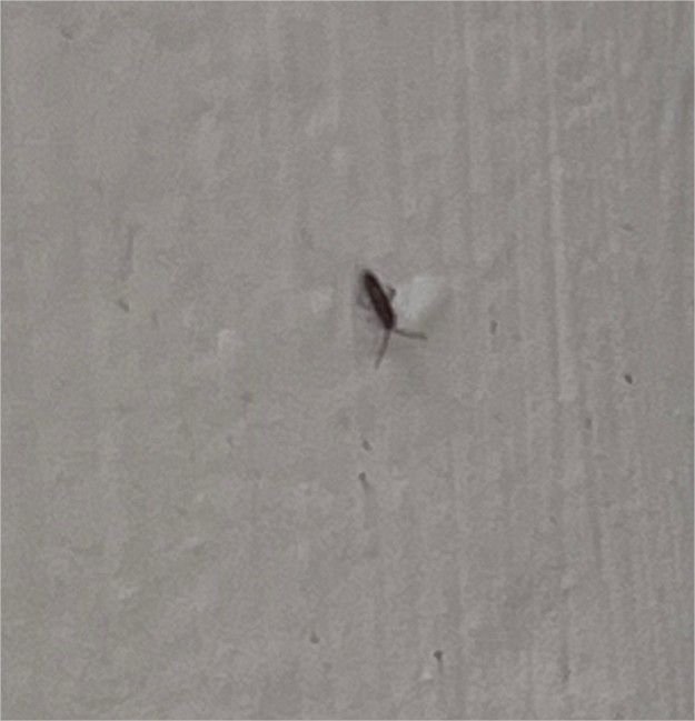 Springtails? - DoItYourself.com Community Forums