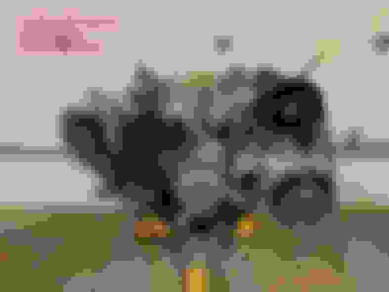 Smog pump bypass - Ford Truck Enthusiasts Forums