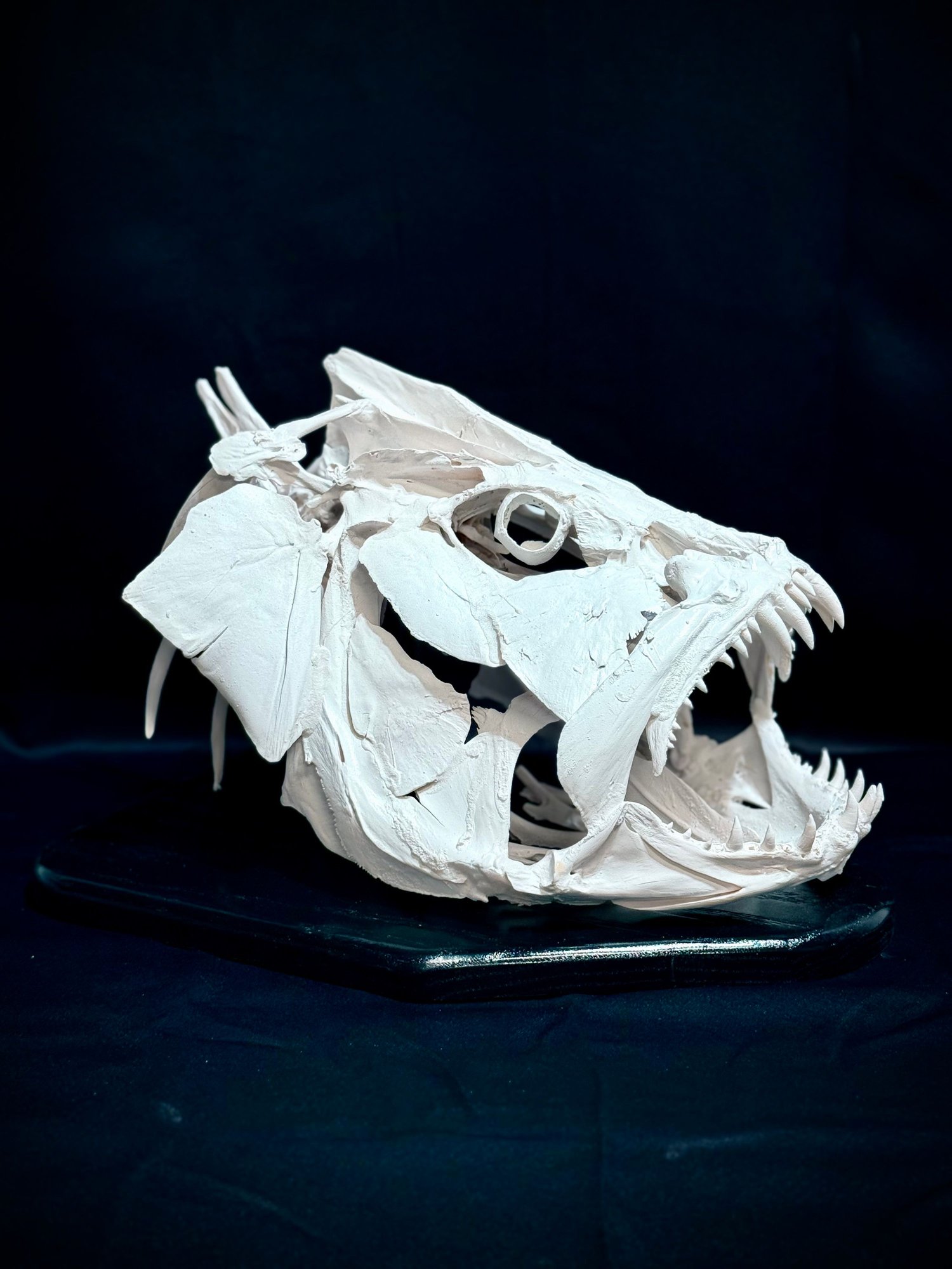 Fish Skulls, Skeletons, Tails & Pelagic bill mounts - The Hull Truth ...