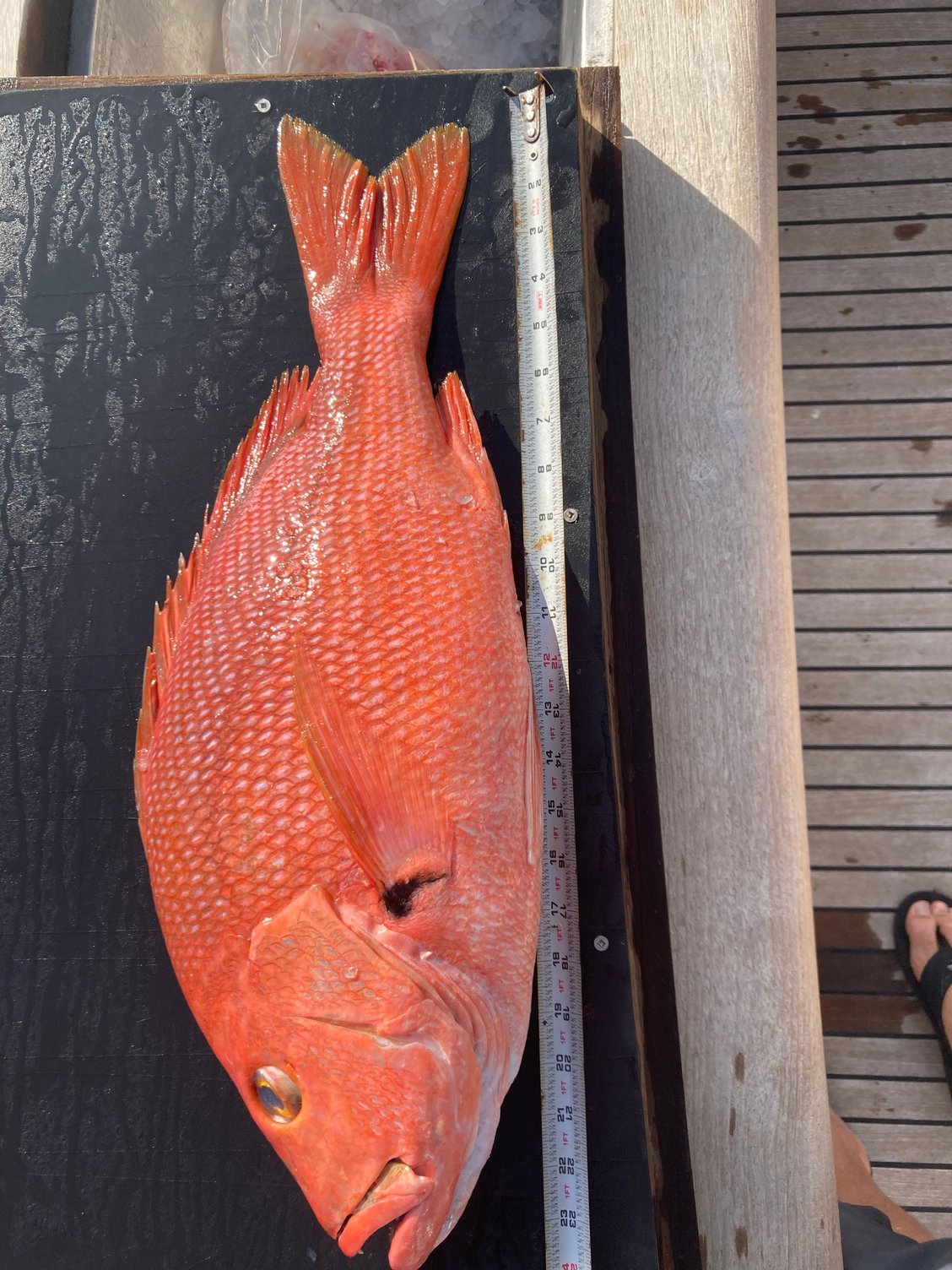 Blackfin Snapper, ever caught one? - The Hull Truth - Boating and ...