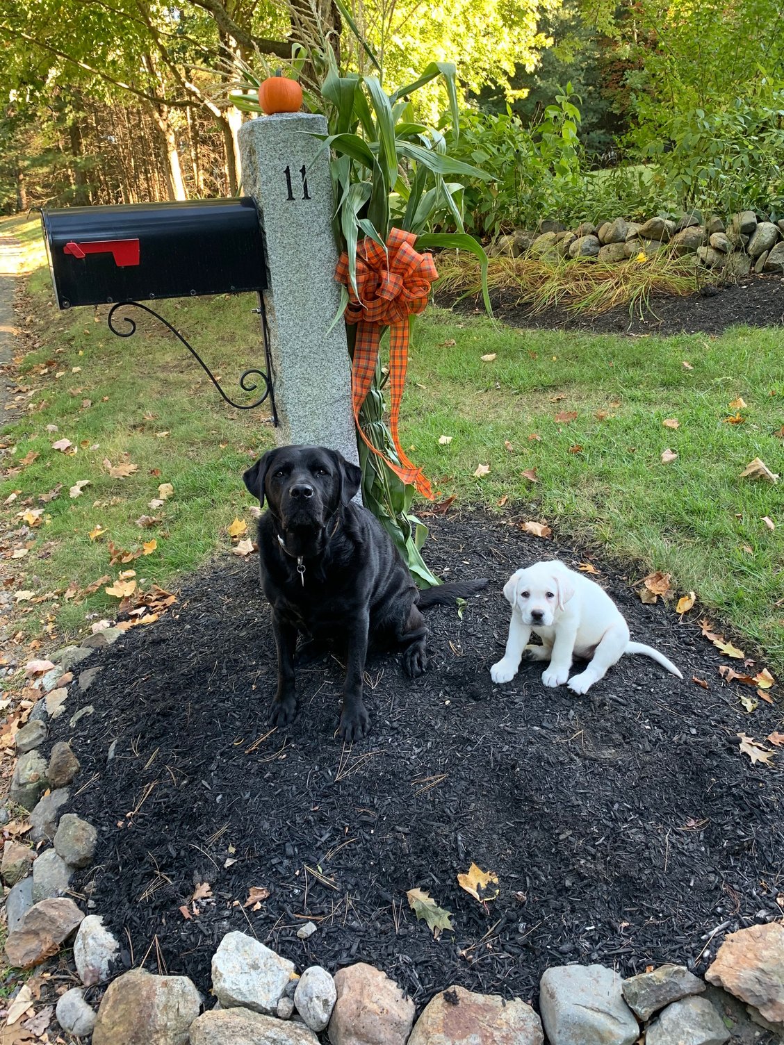 The Hull Truth - Boating and Fishing Forum - Show your Lab