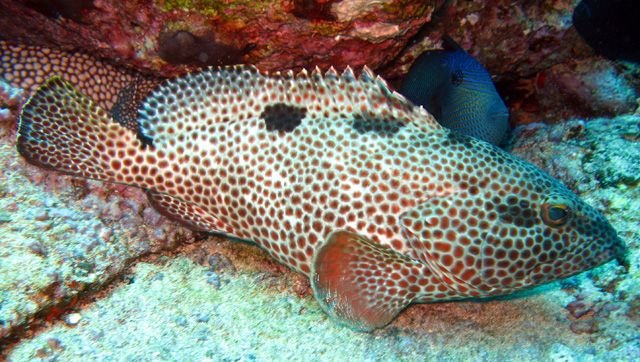 Rock Hind Grouper