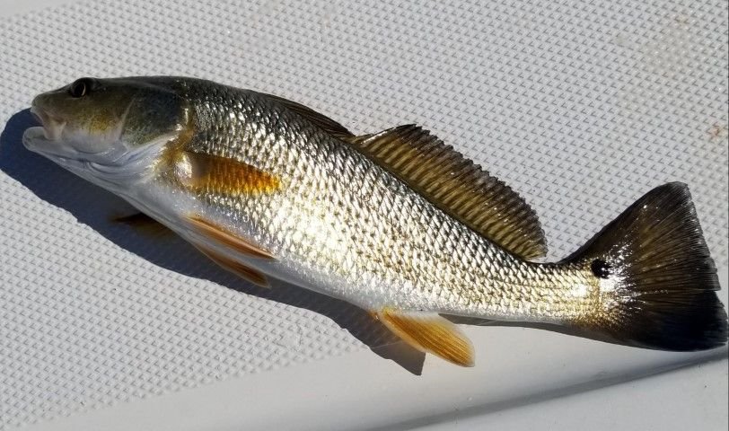 The Hull Truth - Boating and Fishing Forum - 2020 Northern Neck Fishing ...